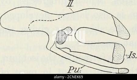 . The bird, its form and function . Fig. 65.—Pelvic arch of an adult ...