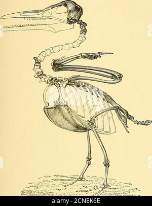 Hesperornis regalis fossil Stock Photo - Alamy