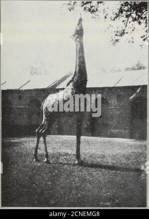 . The bird, its form and function. Birds. The Framework of the Bird 7 ...