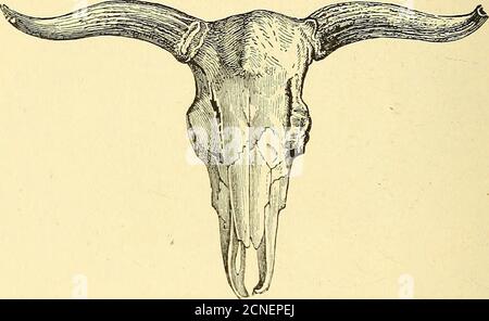 Buffalo skeleton in a museum of natural history Stock Photo - Alamy