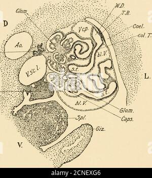 . The development of the chick; an introduction to embryology ...