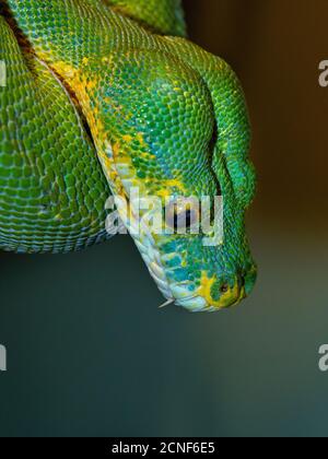 Closeup Green Tree Python Coiled Around a Branch Isolated on White ...