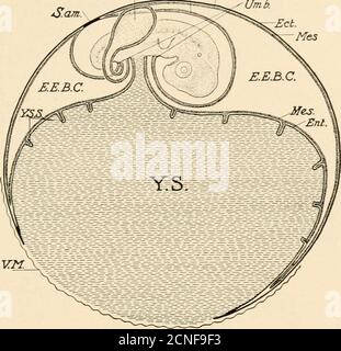 . The development of the chick; an introduction to embryology . Fig ...