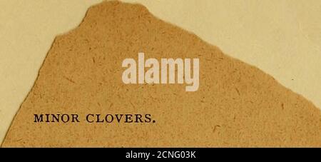 Running Buffalo Clover Stock Photo - Alamy