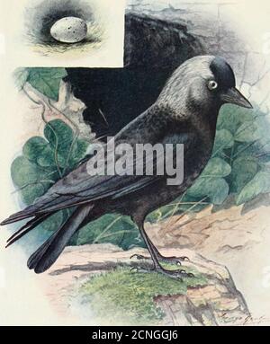 Carrion Crows Nesting In Nests In Treetops Stock Photo - Alamy