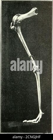 . The bird; its form and function . a long-legged duck, which feeds in ...