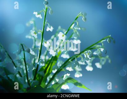 may flowers. bouquet of lily of the valley Stock Photo - Alamy