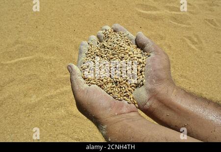 Full frame of rotten wheat grains. Moldy wheat grains. Mycotoxins ...