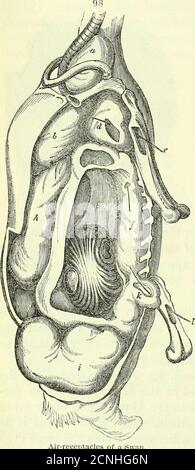 Gizzard of Gannet Stock Photo - Alamy
