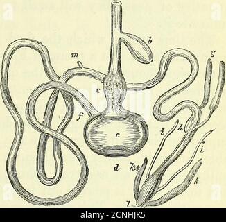 Digestive system of the common fowl Stock Photo - Alamy