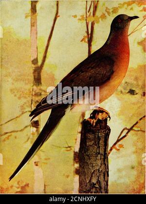 Birds that hunt and are hunted, New York, Page & Co, 1902, c1898, Birds ...