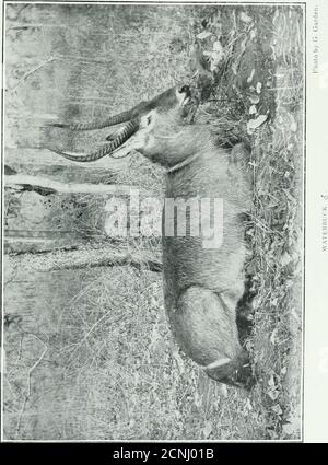 . Central African game and its spoor . 255 / WATERBUCK S Fore Foot (In ...