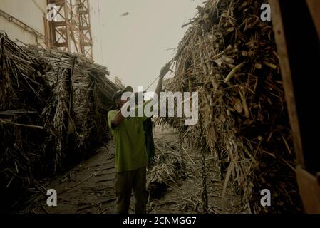 Workers checking, sorting and cleaning sugarcane supplies before the ...