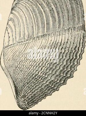Teredo navalis, the ship-worm, is a species of saltwater clam, a marine ...