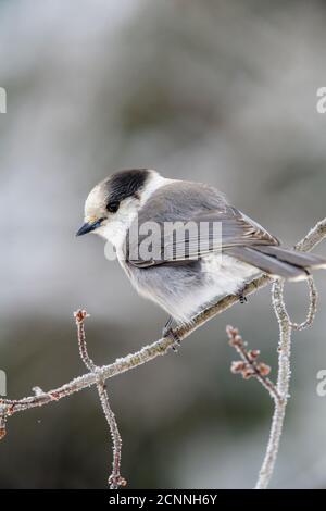 Gray Jay, the Canadian national bird, perched on stump at Lake Louise ...