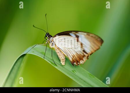 Butterfly, tropical, blossom, sideways, sitting, wing underside Stock ...