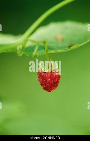 Closeup shot of growing Rubus idaeus red fruit Stock Photo - Alamy