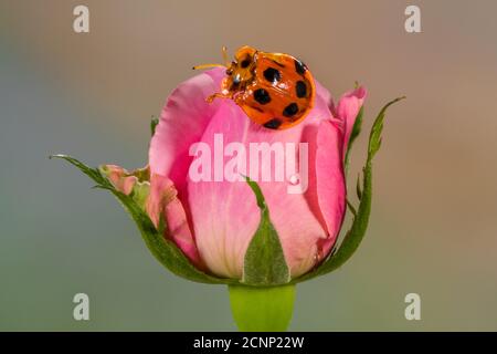Ladybug on Pink Rose Stock Photo - Alamy