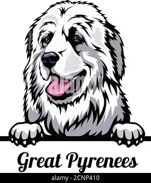 Great Pyrenees Breed Pet Puppy Isolated Head Face Stock Vector Image ...