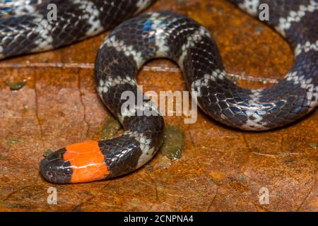 Redtail Coral Snake (Micrurus mipartitus) venomous, defensive tail ...