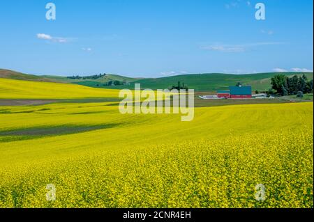 Canola field, Palouse, Eastern Washington Stock Photo - Alamy