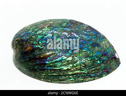 Paua shell on a white background . Paua is Maori for abalone Stock ...