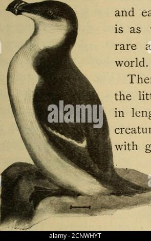 Eggs of the Great Auk (half natural size). Lithographs in S. Grieve's ...