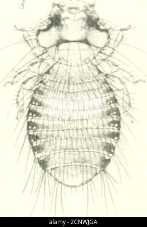 . New Mallophaga, 3. Comprising: Mallophaga from birds of Panama, Baja ...