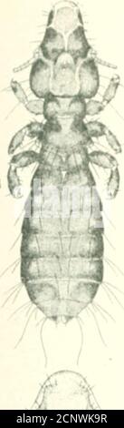 . New Mallophaga, 3. Comprising: Mallophaga from birds of Panama, Baja ...