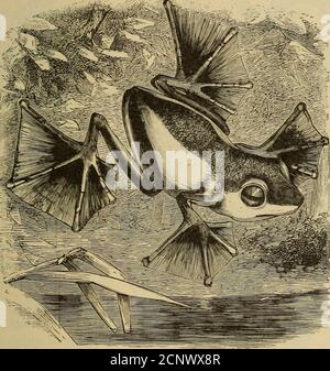 Borneo splash frogs Stock Photo - Alamy