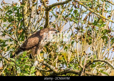 Common buzzard calling from a tree in mid Wales Stock Photo - Alamy