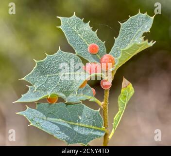 Emory oak (Quercus emoryi Stock Photo - Alamy