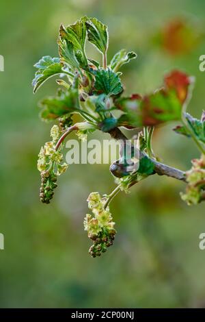 Blossoming black currant. Close-up of a bush, flowers, leaves of ...