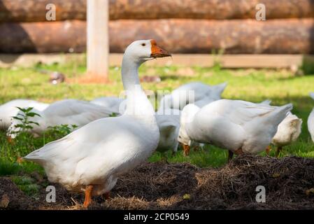 White domestic geese and duck walk on the ground in a fenced farmyard ...