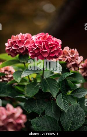 Ball hydrangea, hydrangea Stock Photo - Alamy