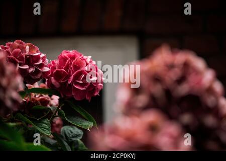 Ball hydrangea, hydrangea Stock Photo - Alamy