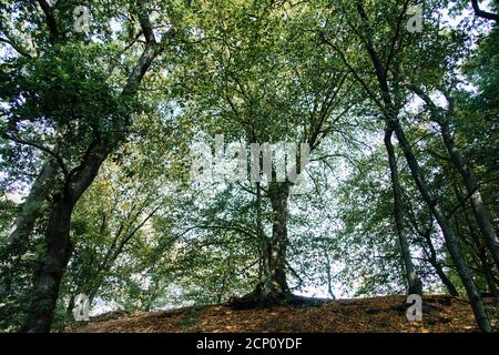 The Mossheide in Augustdorf, Senne, North Rhine-Westphalia, Germany ...