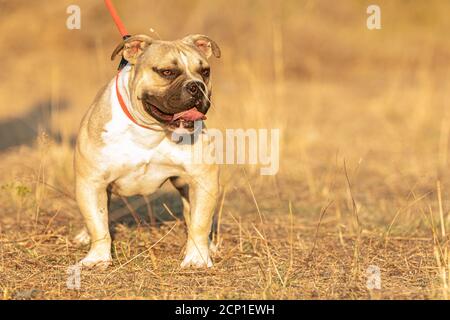 Young brown american bully outdoor Stock Photo - Alamy
