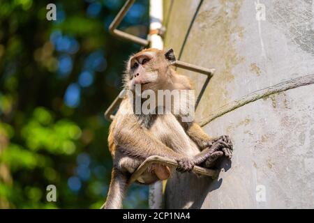 The monkey is sitting on the metal steps of the pipe Stock Photo - Alamy