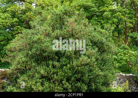 Laternenbaum, Chilean Lantern Tree, Crinodendron hookerianum mit ...