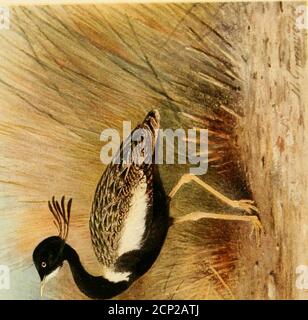 . The game-birds of India, Burma and Ceylon Stock Photo - Alamy