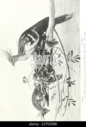 . Guide to the gallery of birds in the Department of Zoology of the ...