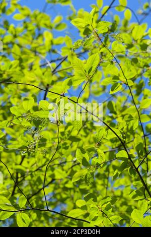 Bright spring greens at dawn in the forest. Nature comes to life in ...