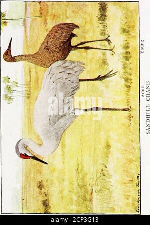 . The book of birds, common birds of town and country and American game ...