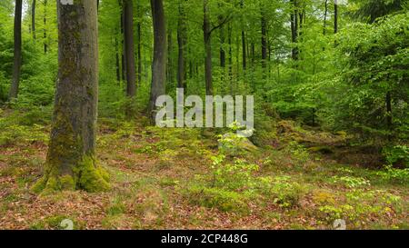 Forest, morning, rain, spring, Dammbach, Spessart, Bavaria, Germany ...