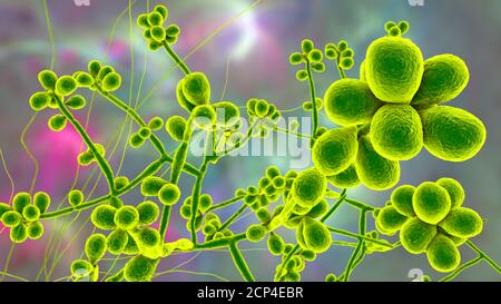 Fungus Sporothrix schenckii, causative agent of the infection ...