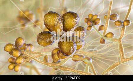 Fungus Sporothrix schenckii, causative agent of the infection ...