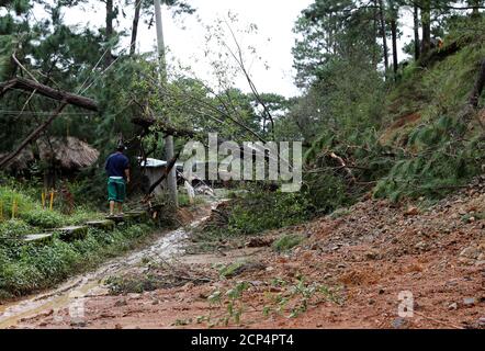 Fallen tree debris caused by Cyclone Nargis in Yangon, Myanmar, Burma ...