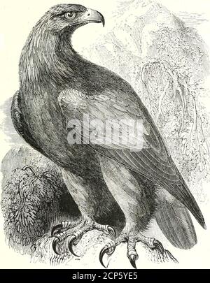 Golden eagle, Golden eagle (Aquila chrysaetos), lateral, side Stock ...