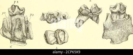 Teeth of Lophiodon Stock Photo - Alamy